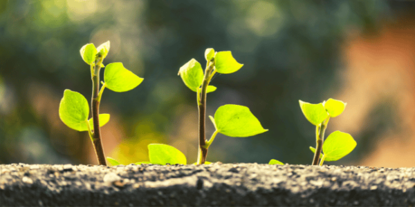 The 6 Success Lessons You Should Learn From A Bamboo Tree
